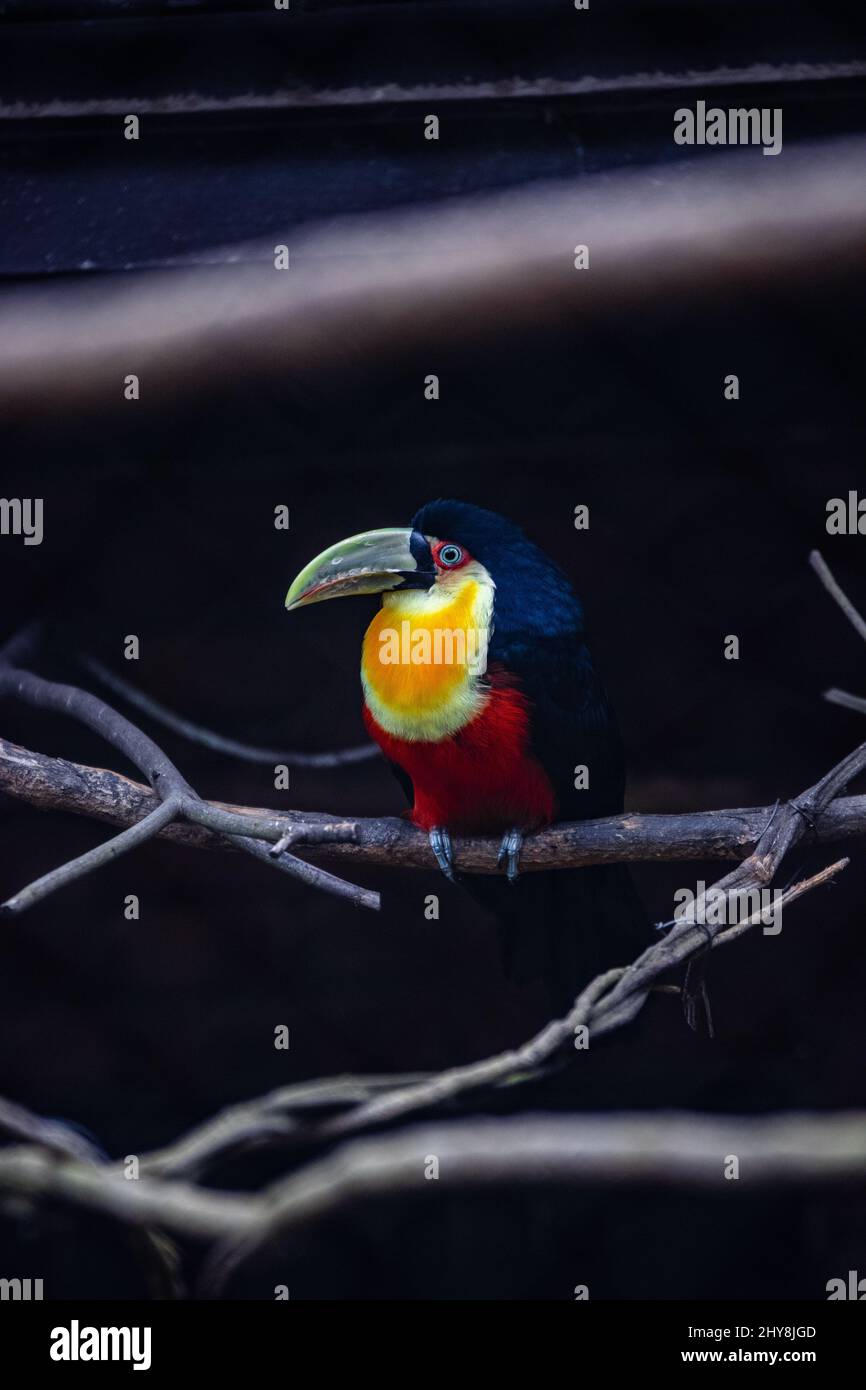 Closeup of a beautiful toucan on a tree branch at the Sapucaia Zoo ...