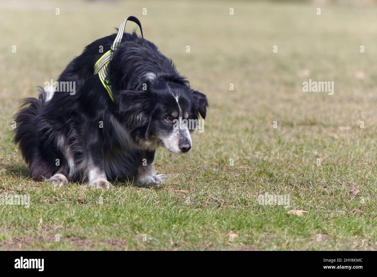 Cute sad Border Collie sitting on a field Stock Photo - Alamy