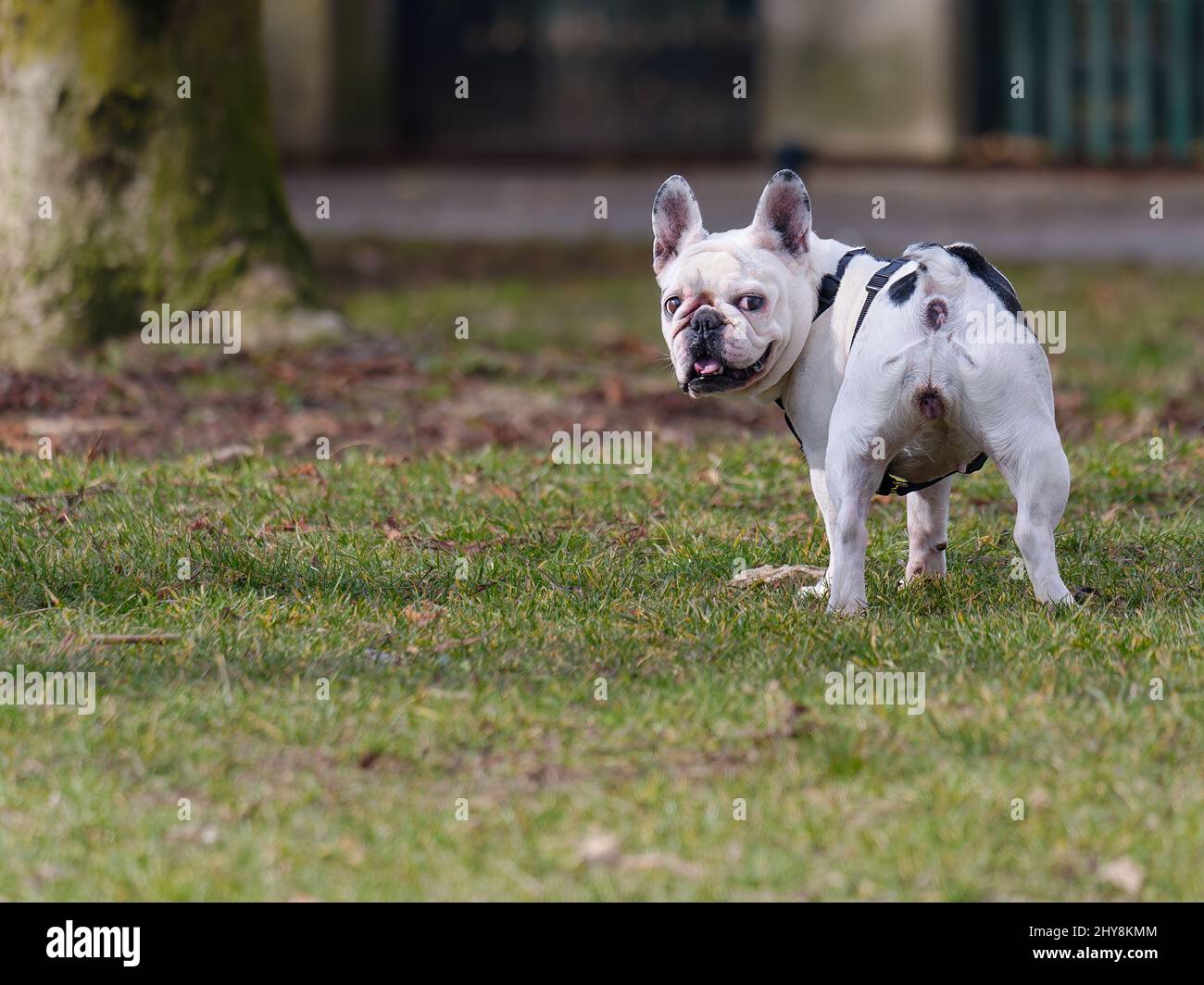 French Bulldog standing on a field and looking back Stock Photo - Alamy