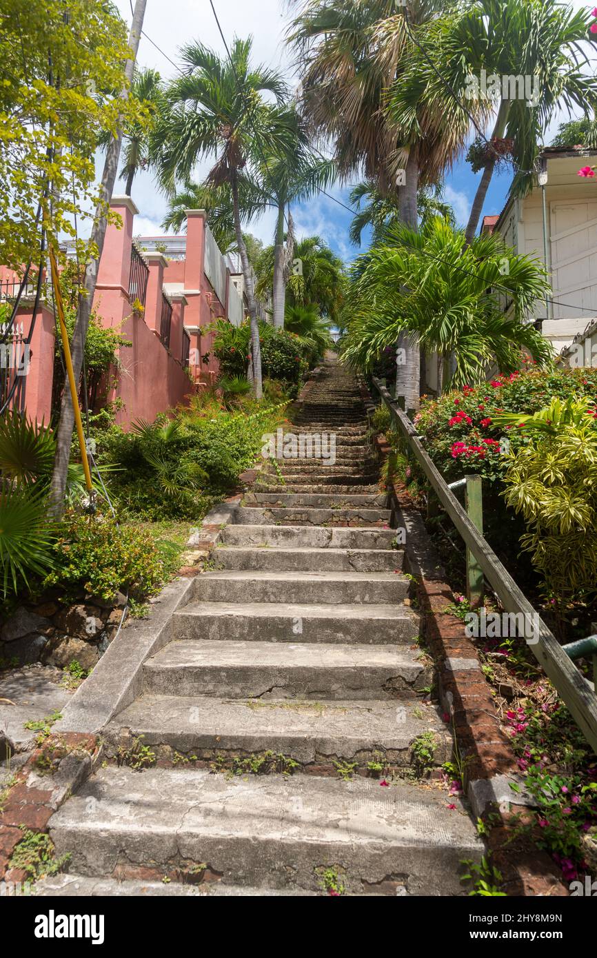 Vertical shot of a stone stairway surrounded by palms in the Virgin ...