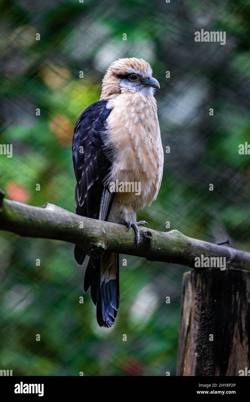 Closeup of a beautiful hawk at the Sapucaia Zoo Stock Photo - Alamy
