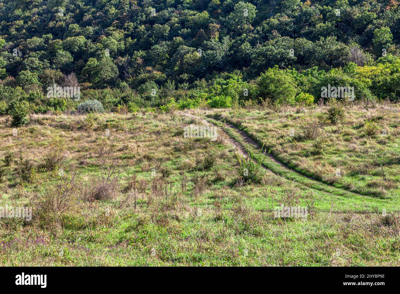 Walking path at green nature . Way to the forest Stock Photo - Alamy