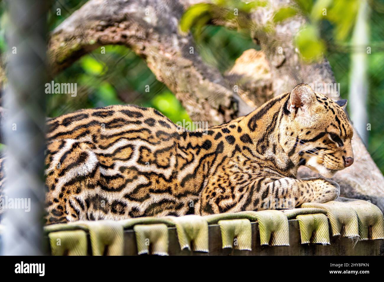 Sapucaia hi-res stock photography and images - Alamy