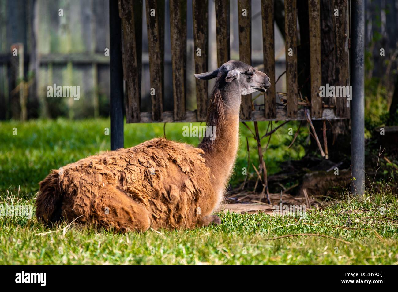 Cute close-up shot of llama sitting on the grass ground at zoo Stock ...