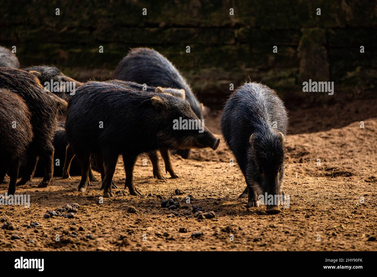 Sapucaia hi-res stock photography and images - Alamy