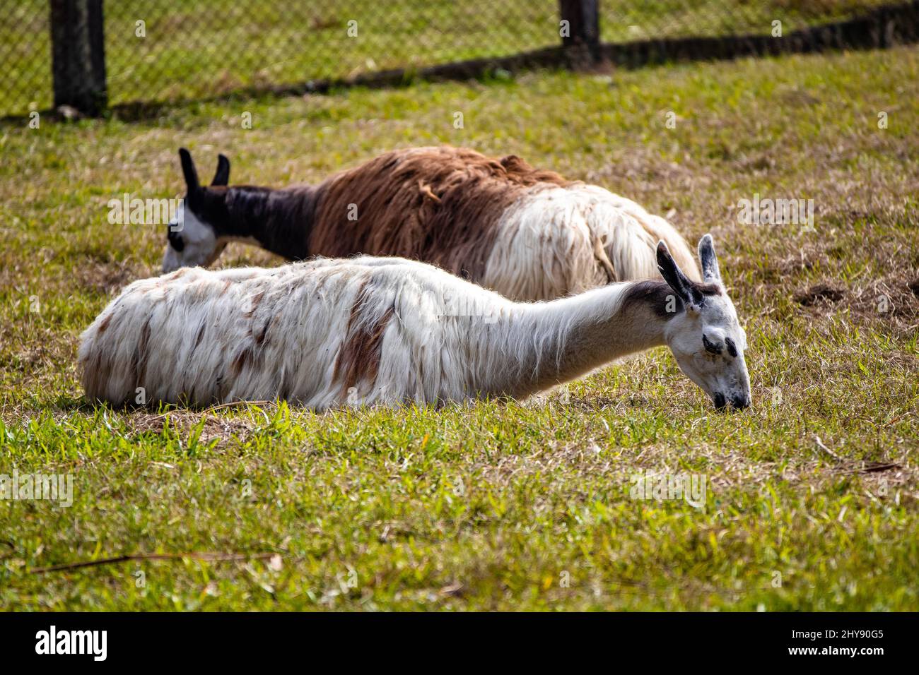 The cute close-up shot of llamas sitting on the grass ground at zoo ...