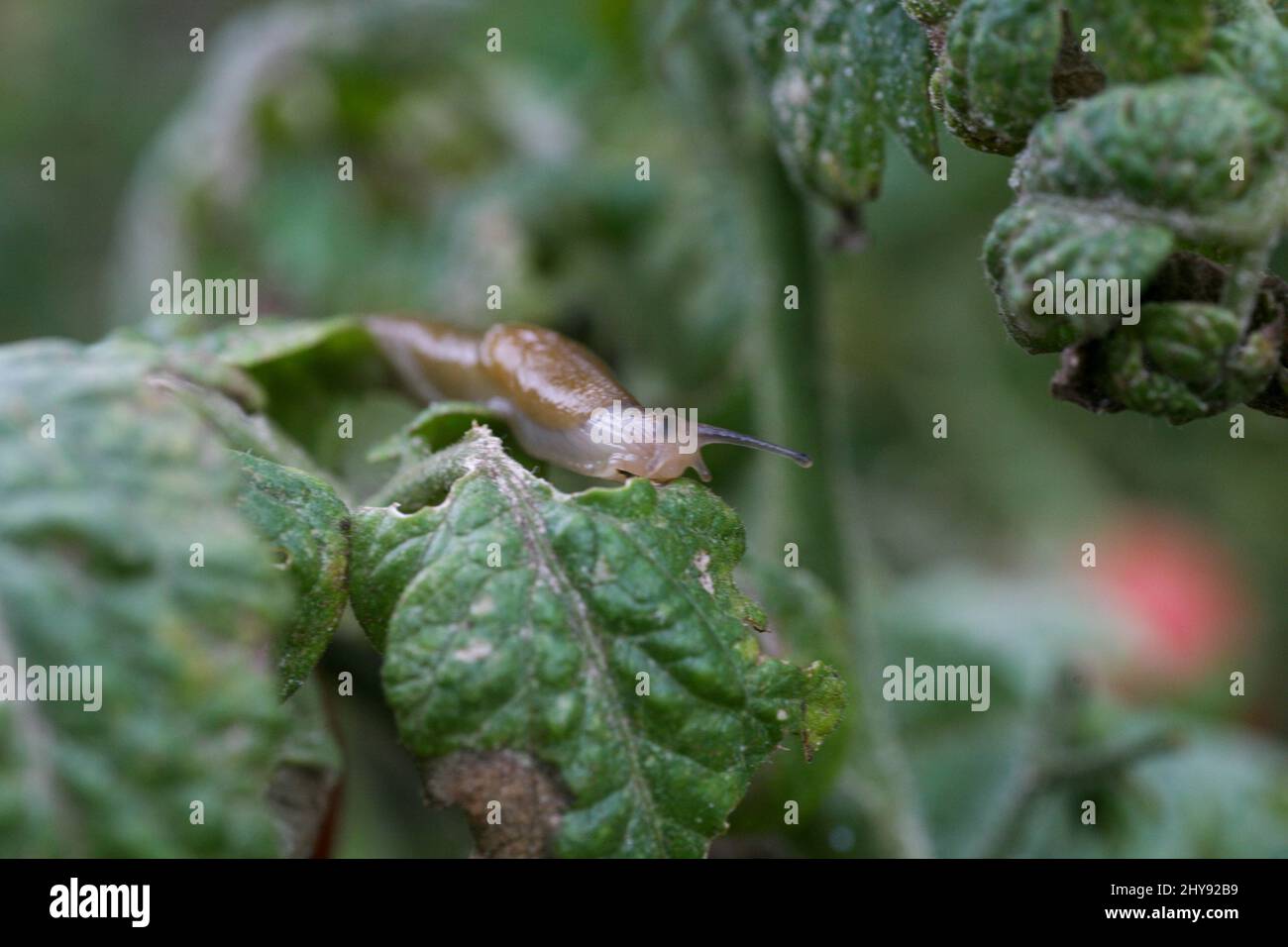 Slug in a tomato plant hi-res stock photography and images - Alamy