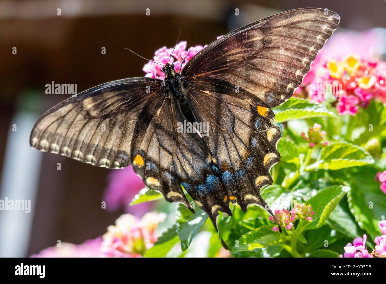 A female Eastern black swallowtail feeds on lantana on a backyard patio ...