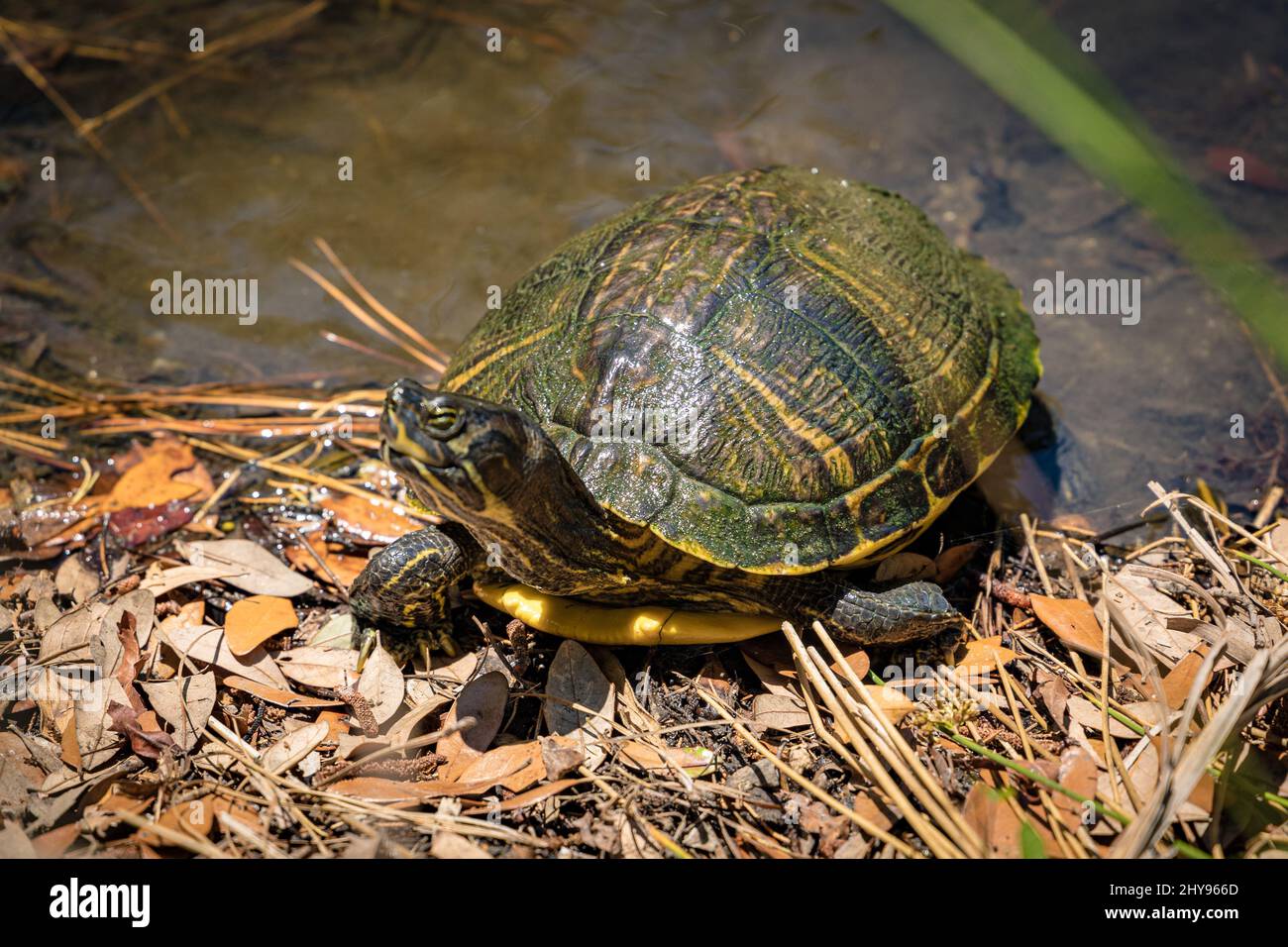Close-up shot of a turtle walking in a zoo Stock Photo - Alamy