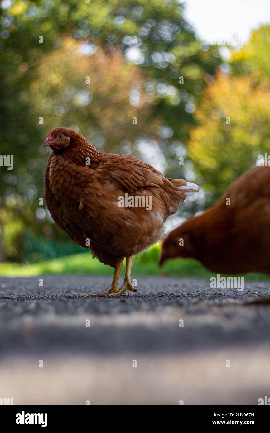 Two brown chickens hi-res stock photography and images - Alamy