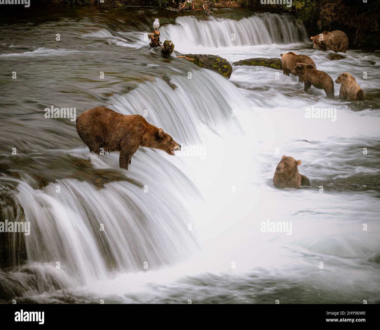 Beautiful shot of hunting bears near the waterfall Stock Photo - Alamy
