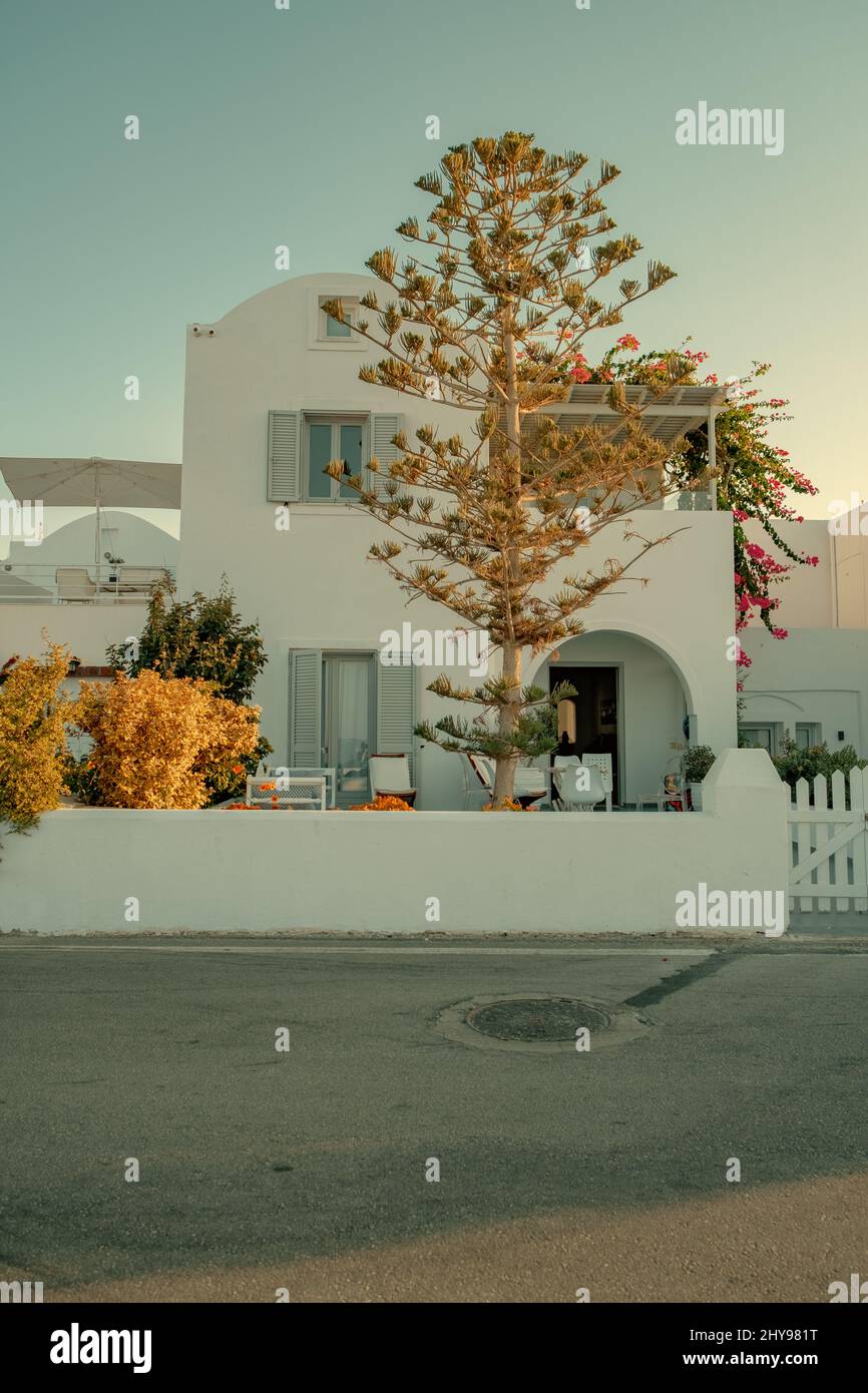 Big tree in front of a house in Santorini, Greece Stock Photo - Alamy