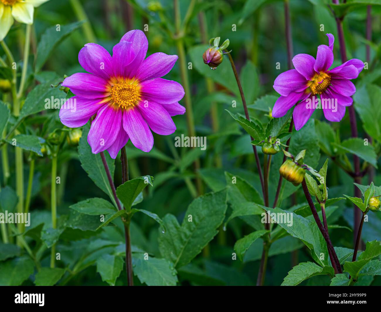 Purple dahila hi-res stock photography and images - Alamy