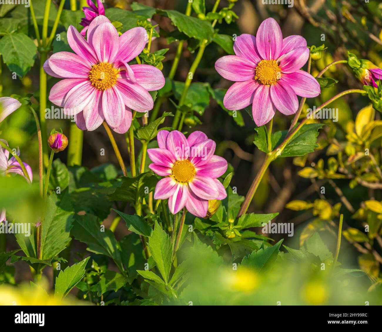 Purple dahila hi-res stock photography and images - Alamy
