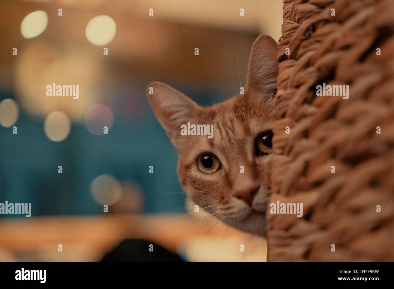 Closeup of a cat staring behind an object Stock Photo - Alamy