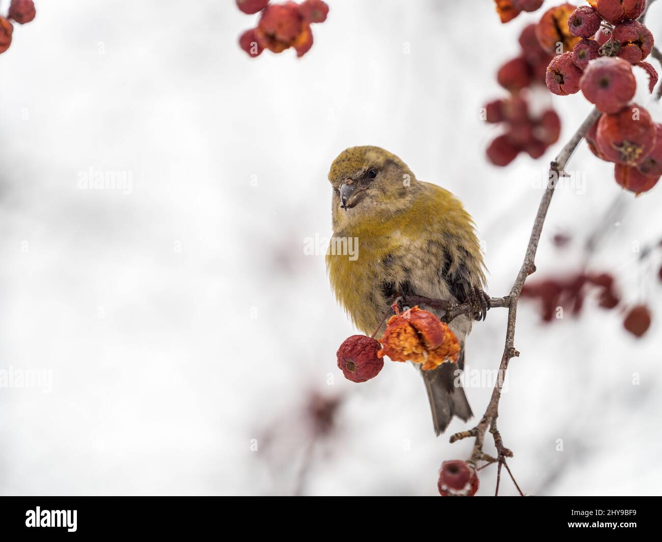 Red Crossbill female sitting on the tree branch and eats wild apple ...