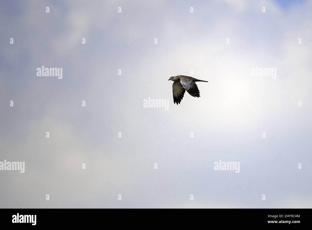 Beautiful dove flying high in the blue cloudy sky on a sunny day Stock ...