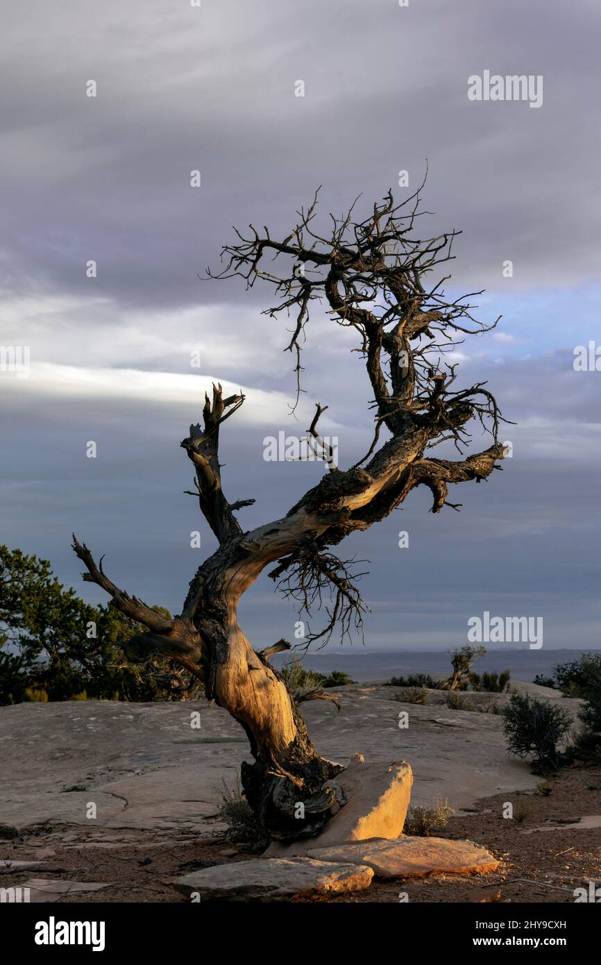 UT00883-00.....UTAH - Twisted tree at Muley Point in the Glen Canyon ...