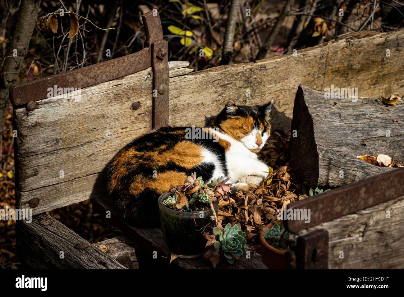 Cat asleep in wheelbarrow Stock Photo - Alamy