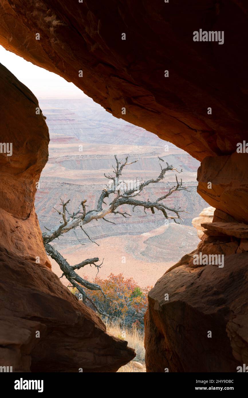 UT00885-00.....UTAH - Twisted tree at Muley Point in the Glen Canyon ...