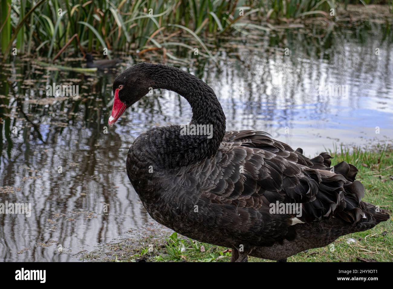 Next bird hi-res stock photography and images - Alamy