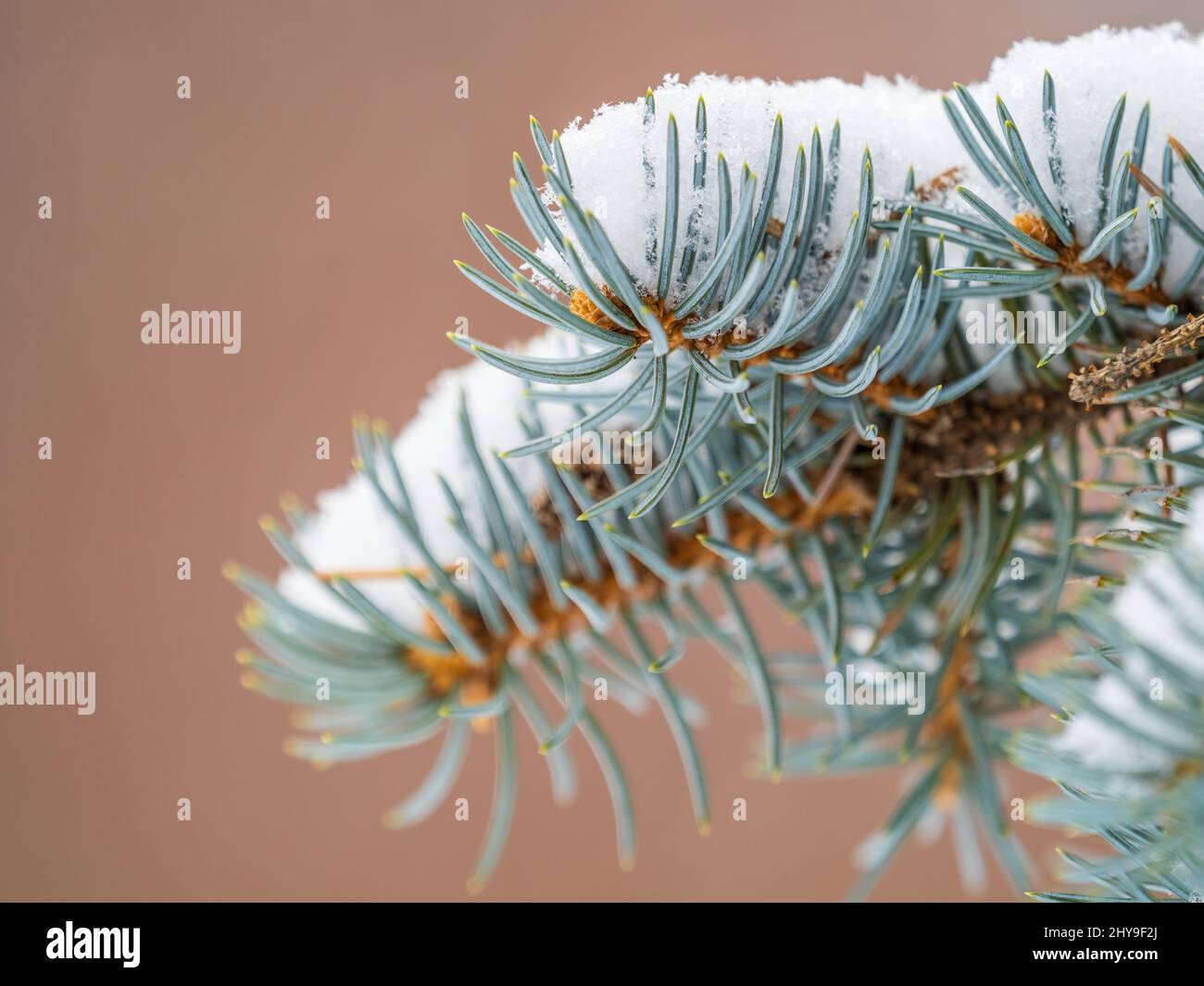 Green fir branches in winter covered with snow. Branches of fir tree as ...