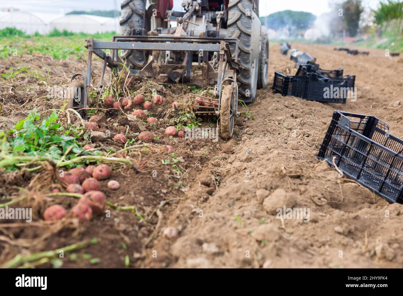 Tractor digging ground for potato harvesting Stock Photo - Alamy