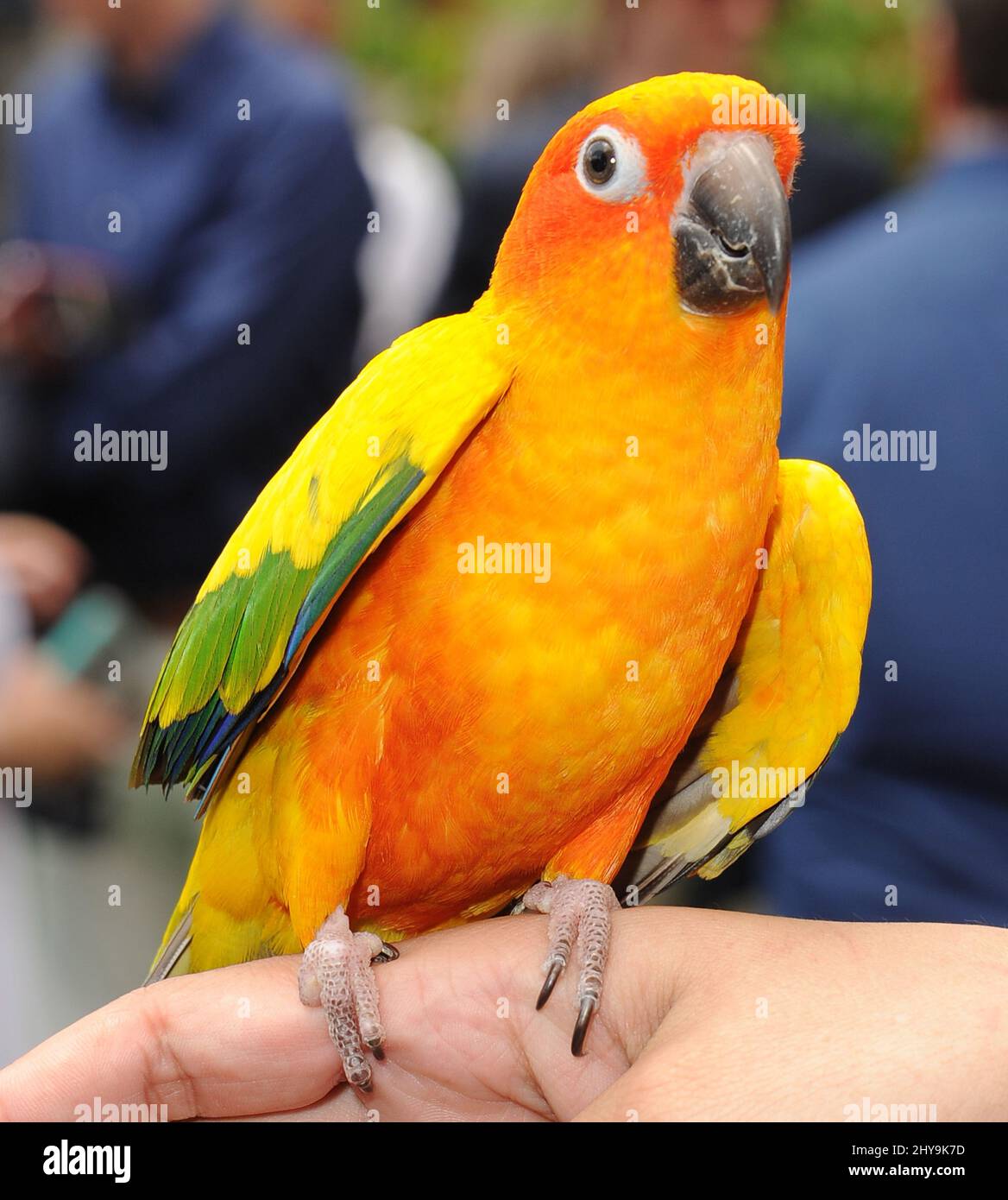 A real life bird attending "The Angry Birds Movie" Premiere held at ...