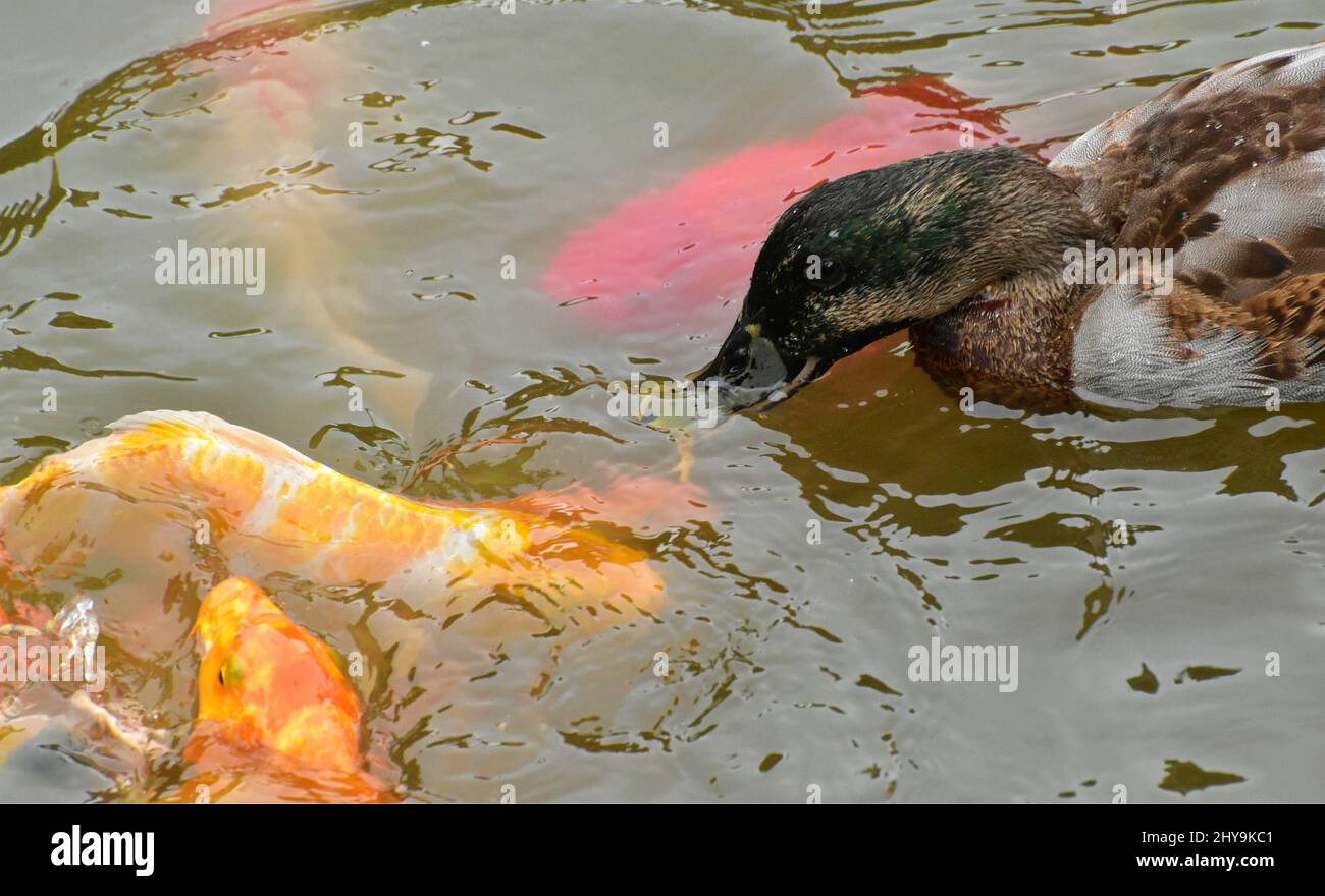Swimming snake bird hi-res stock photography and images - Alamy