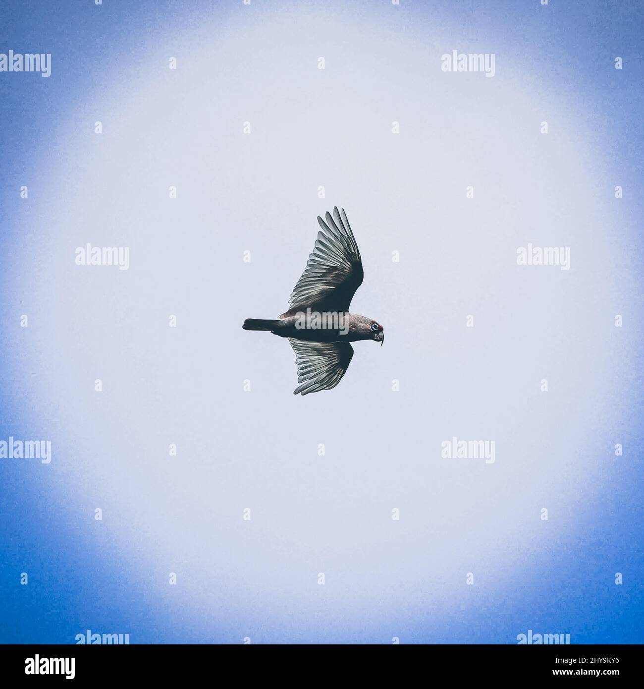 Flying bird isolated on a light blue background Stock Photo - Alamy