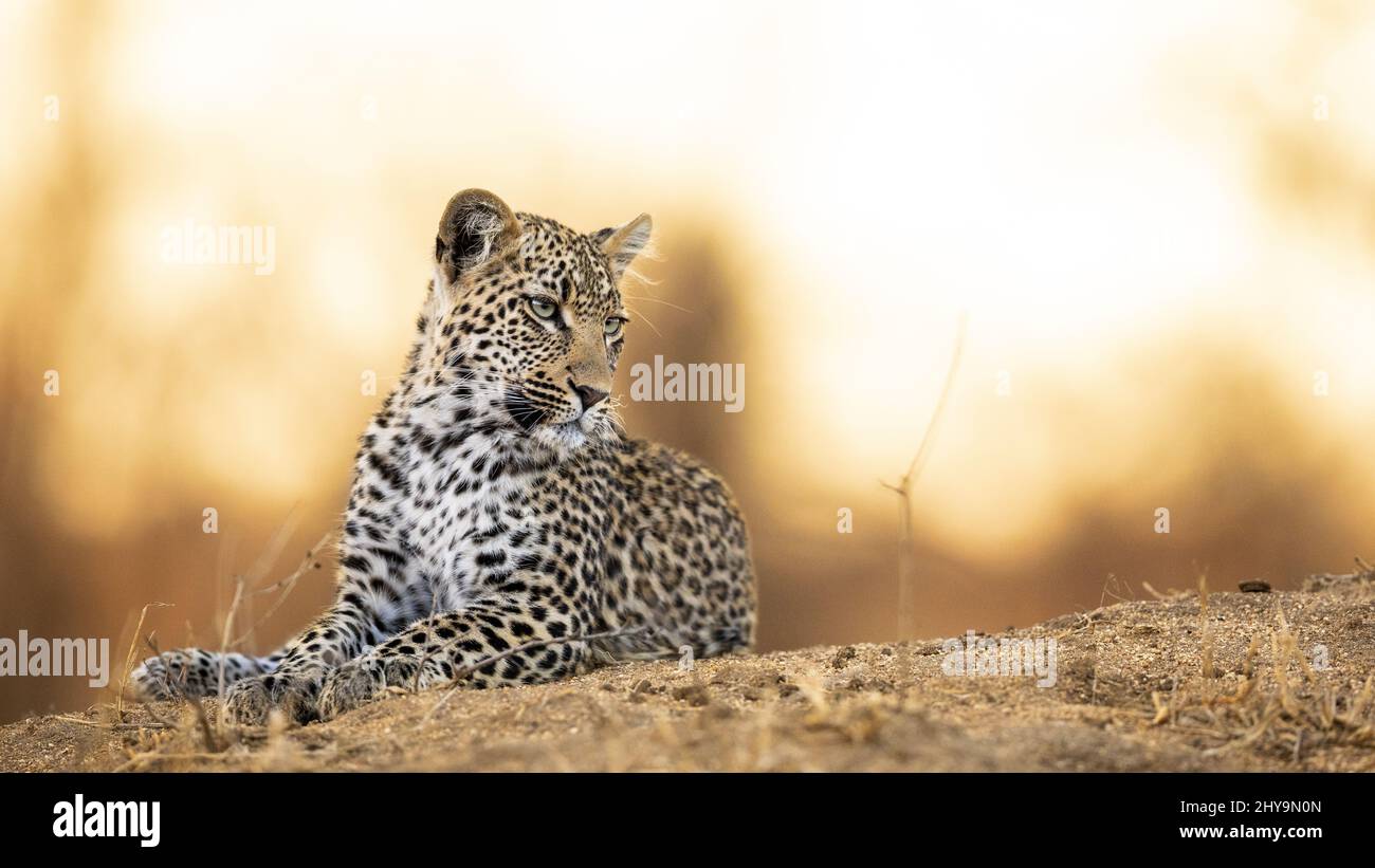 King leopard hi-res stock photography and images - Alamy