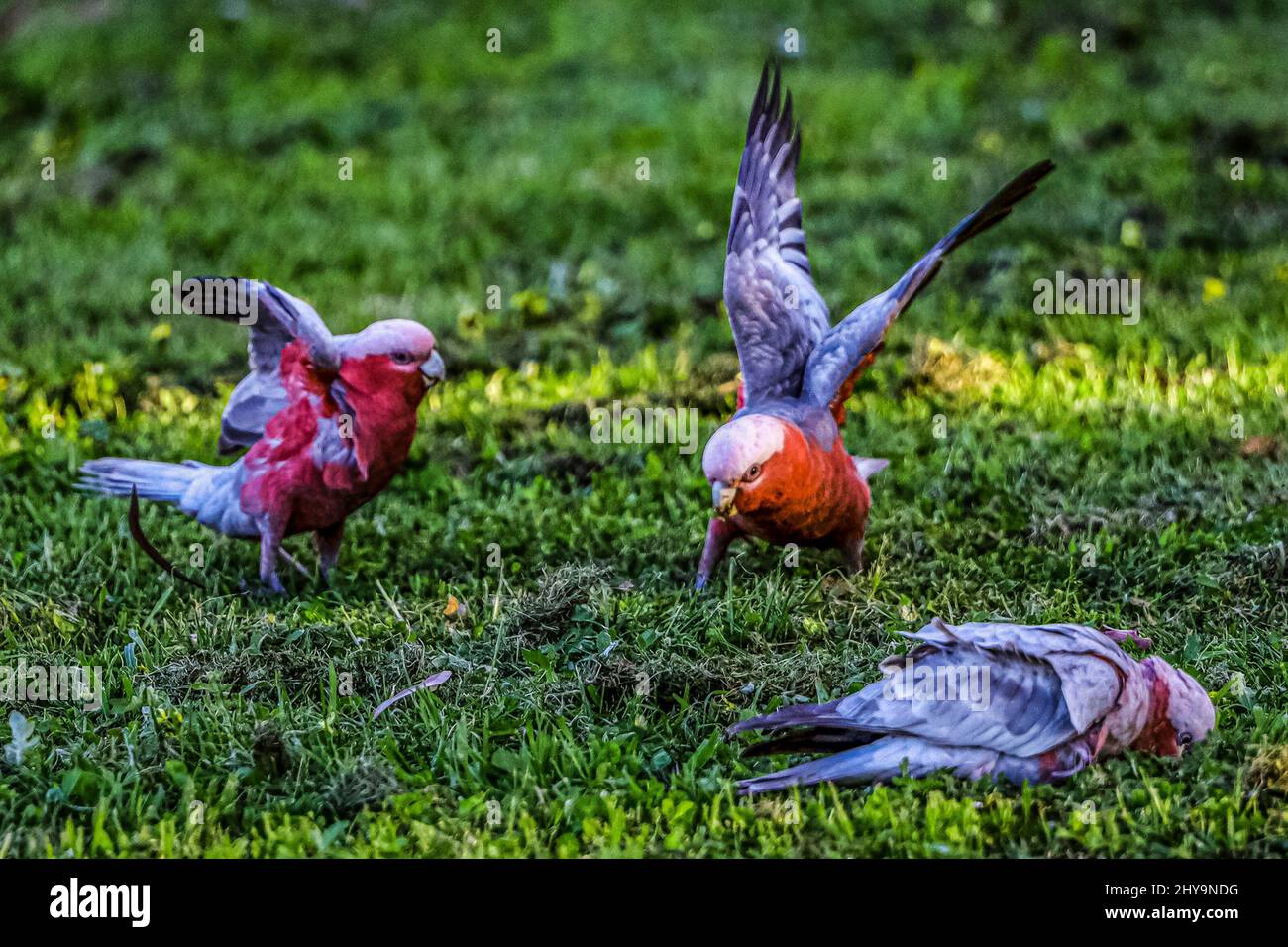 Parrots field hi-res stock photography and images - Alamy