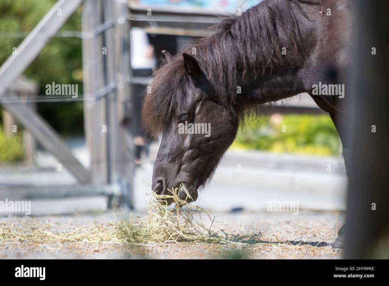 Black Baby Horse Eating Hay