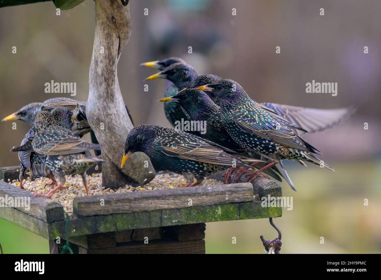Starlings on table hi-res stock photography and images - Alamy
