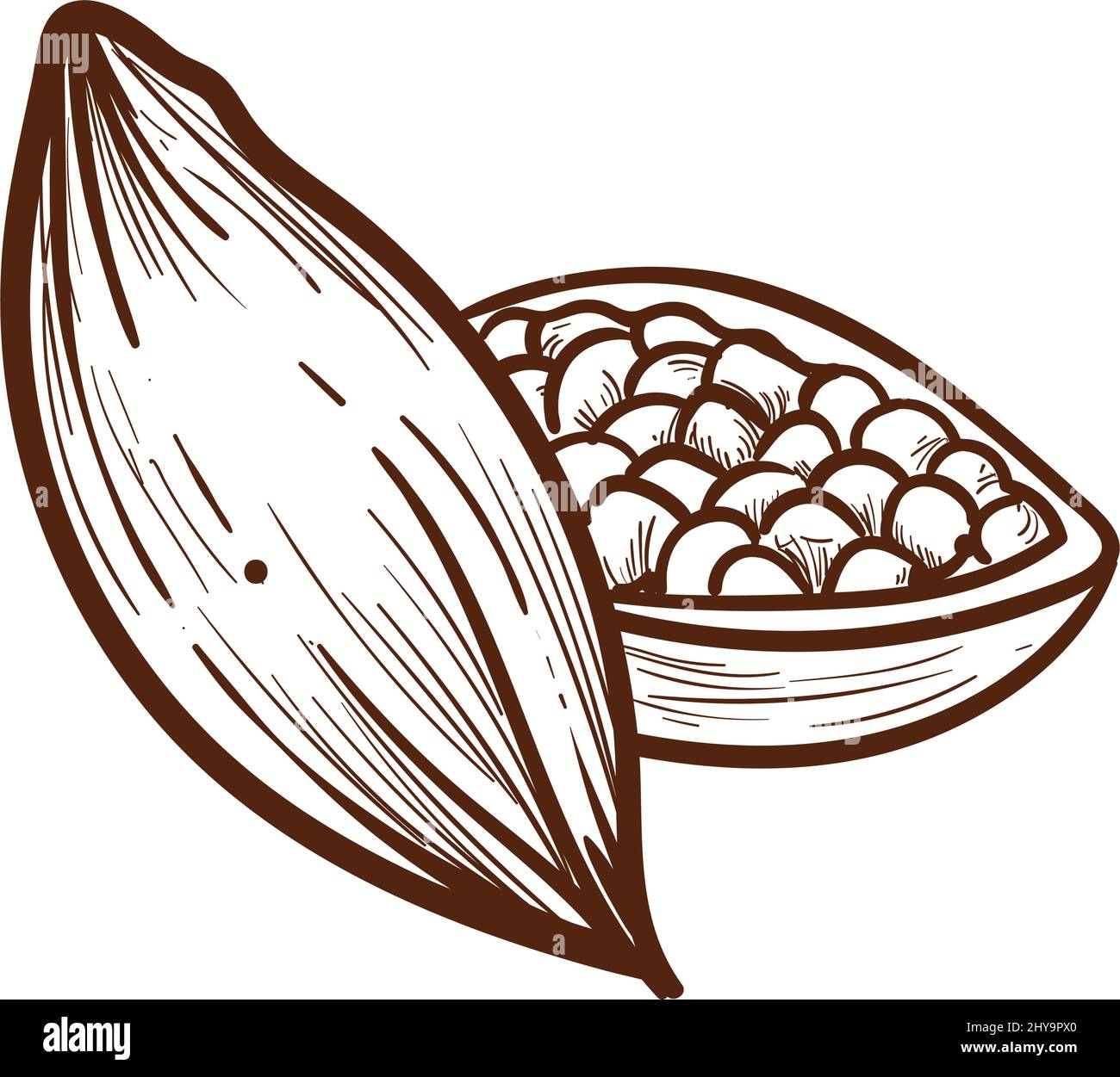 cocoa bean drawing Stock Vector Image & Art - Alamy