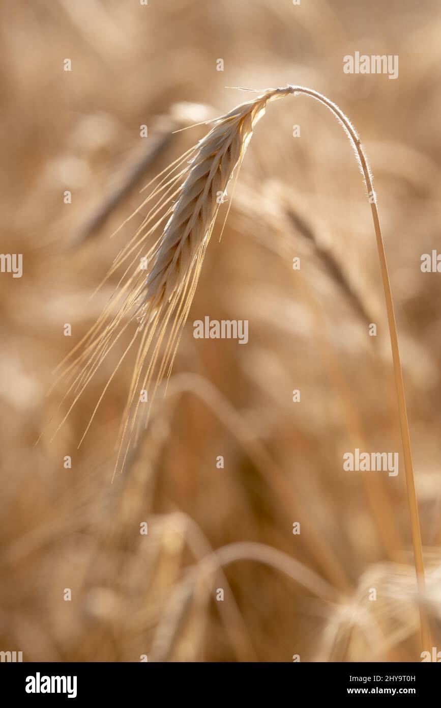 Rye plant hi-res stock photography and images - Alamy