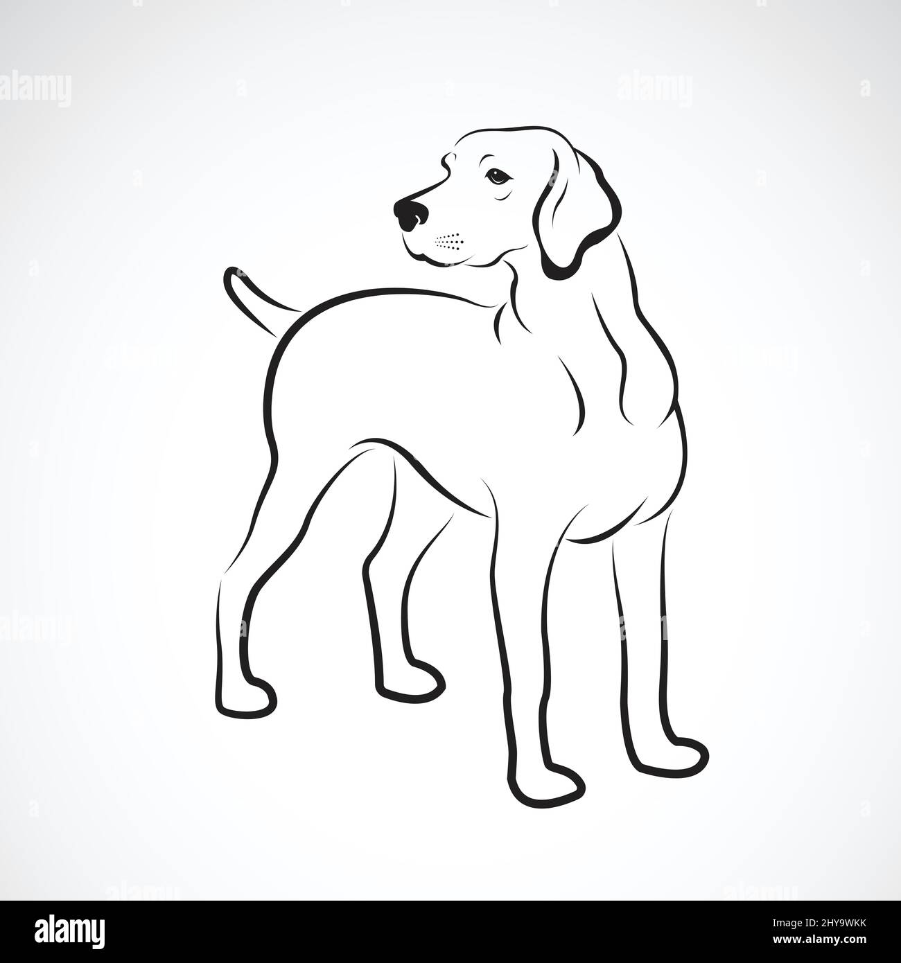 Vector of labrador dog on white background., Pet. Animals. Easy ...