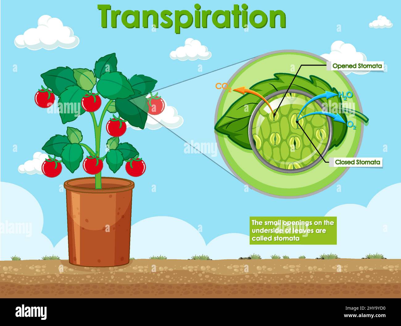 Diagram showing transpiration in plant illustration Stock Vector Image ...