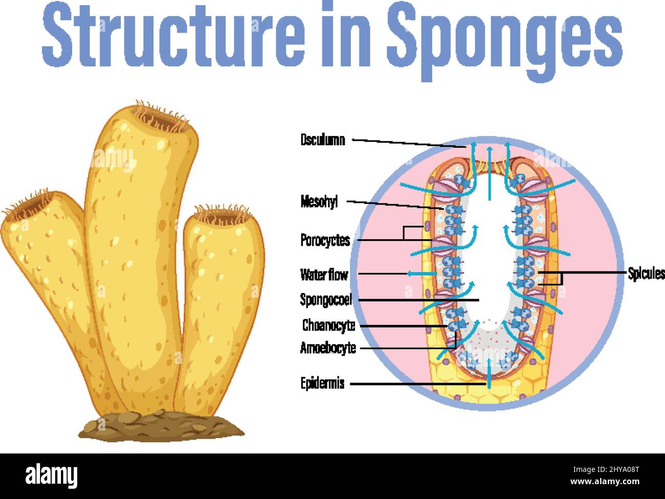 Sea Sponge Diagram