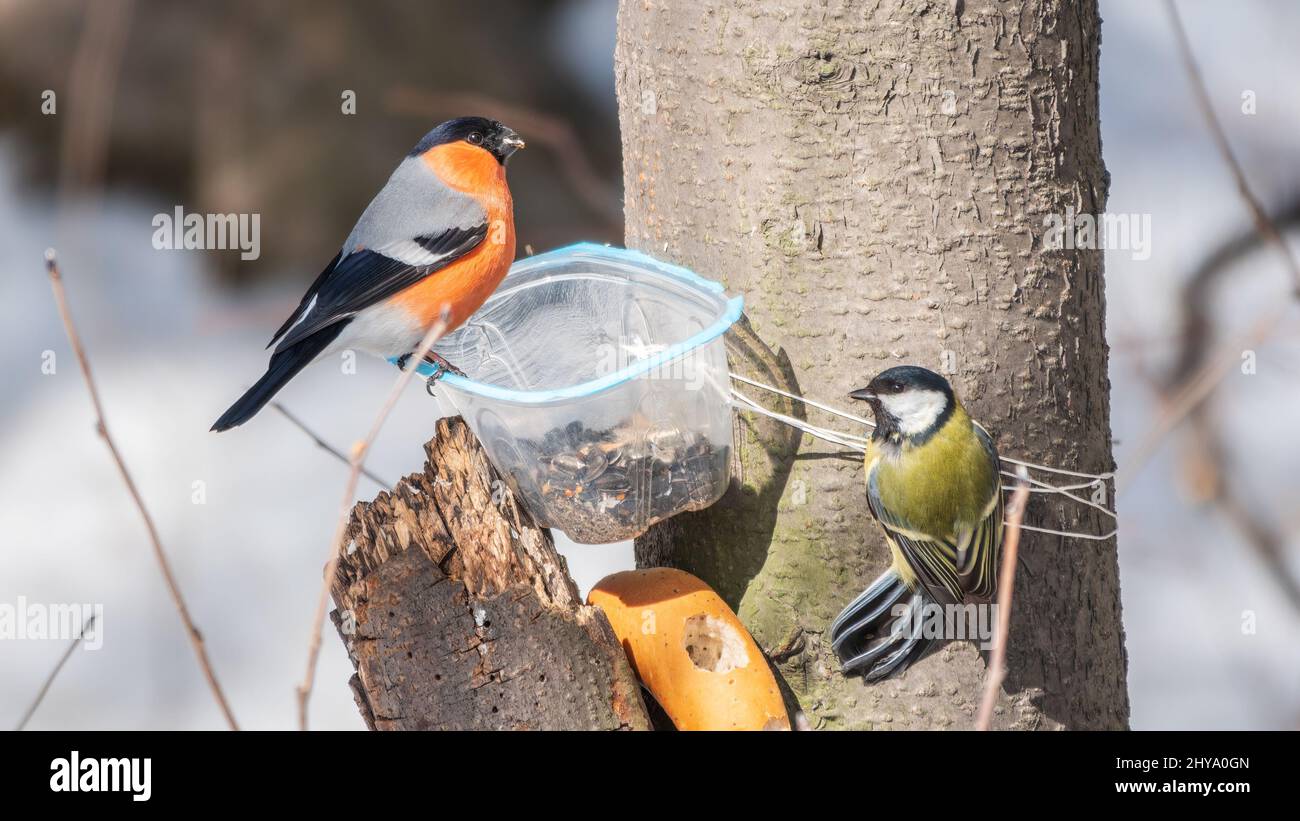 The bullfinch, common bullfinch or Eurasian bullfinch, lat. Pyrrhula ...