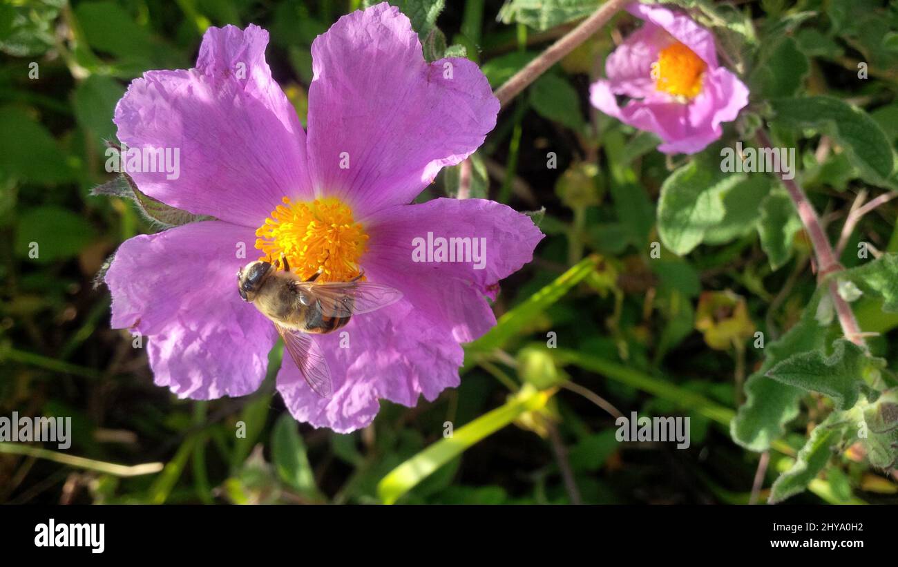 Vertical shot of a bumblebee drinking nectar from a Cistus Stock Photo ...