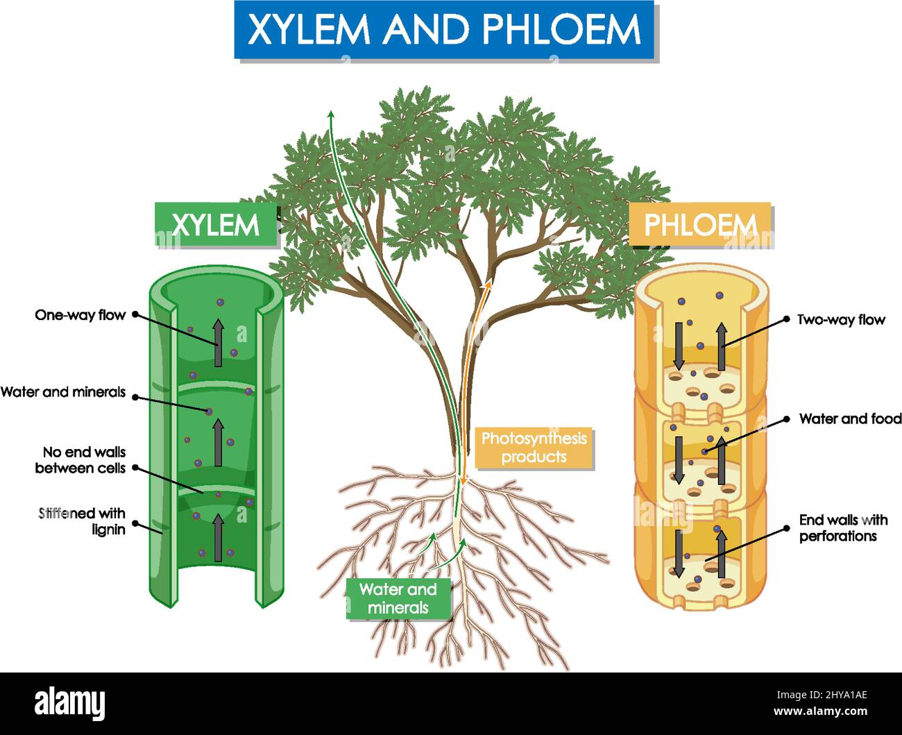Which Parts Of A Plant Contain Xylem And Phloem at Jill Farris blog