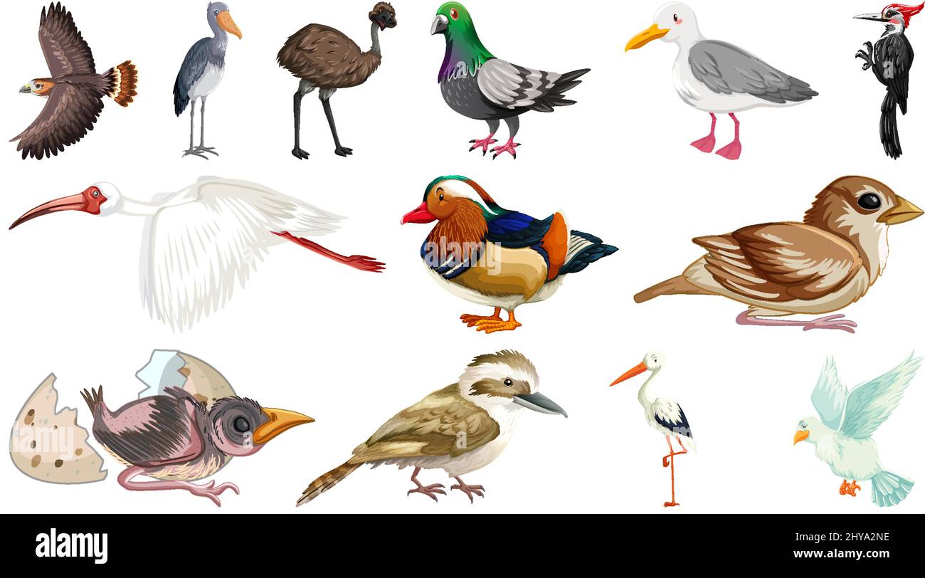 Different kinds of birds collection illustration Stock Vector Image ...