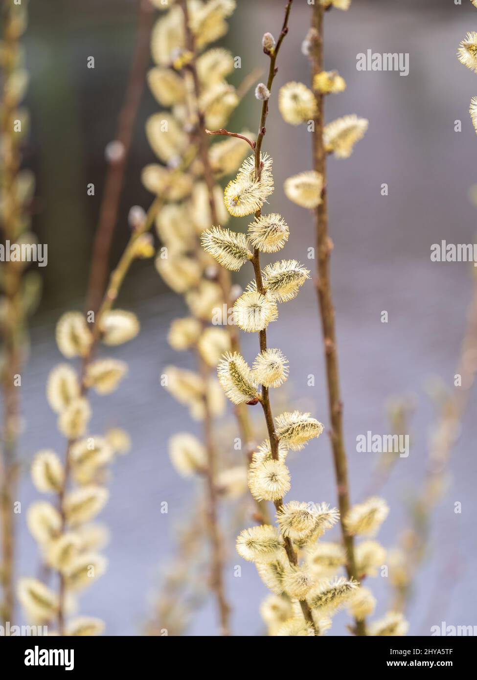Nature awakes in spring. Blooming willow twigs and furry willow-catkins ...