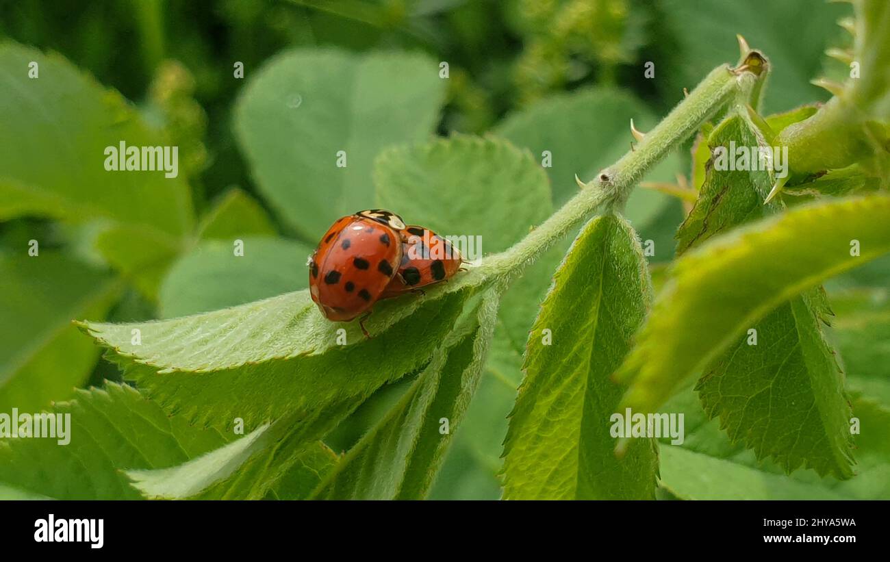 Closeup shot of ladybugs sitting on the leaves in Germany Stock Photo ...