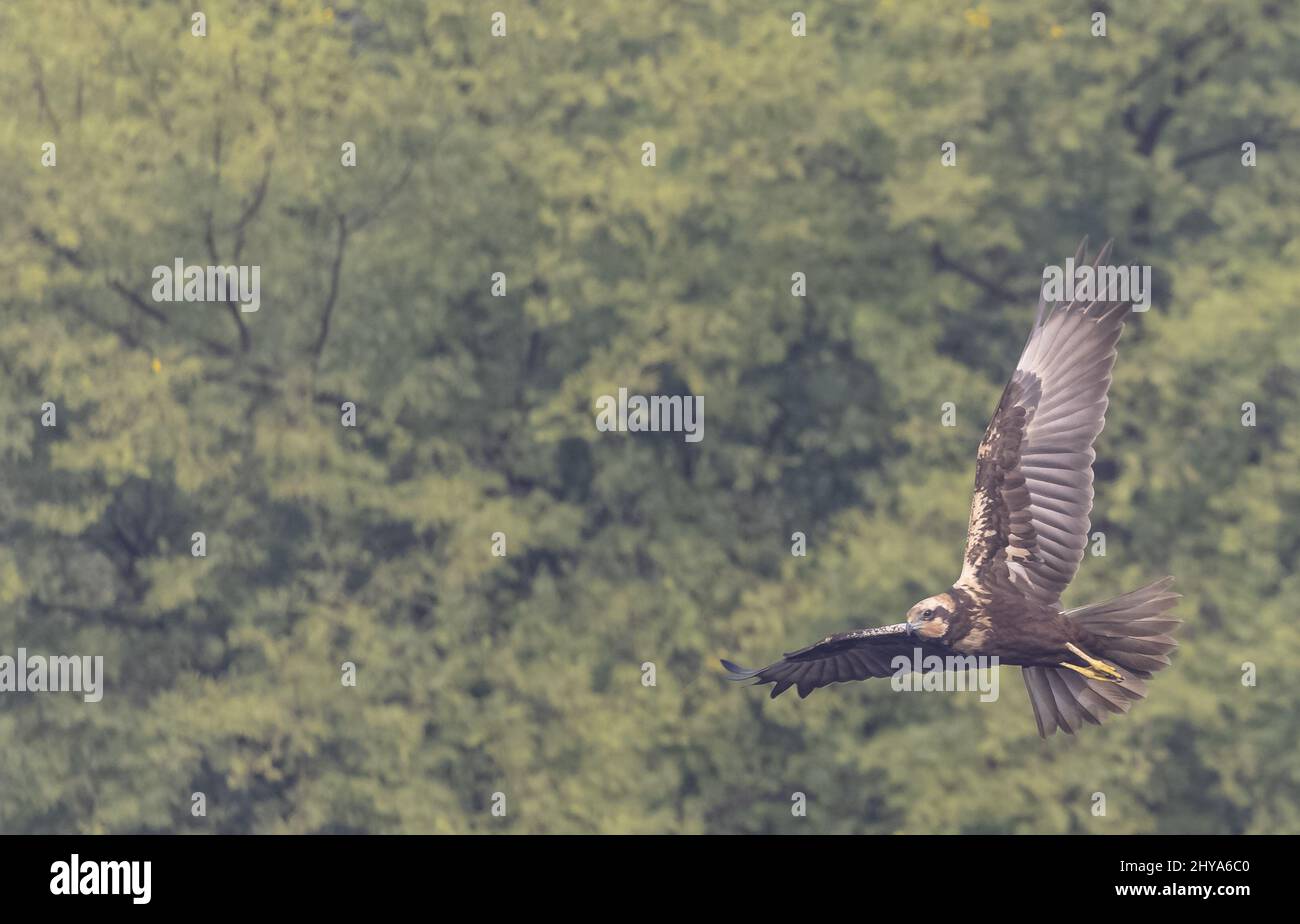 Eagle flying in the forest Stock Photo - Alamy