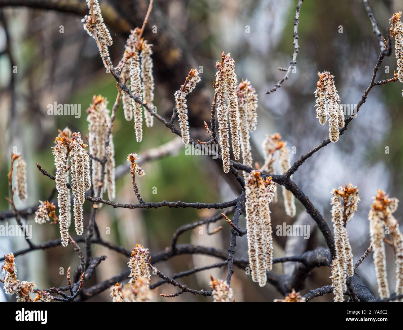 Backlit cluster of female European aspen or Quaking Aspen, Populus ...