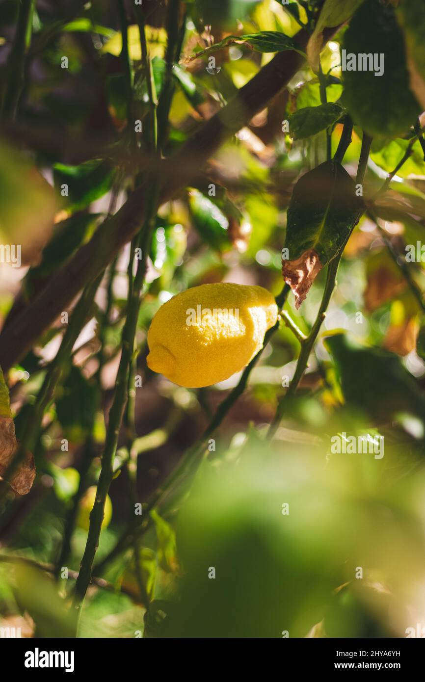 Beautiful view of the Lemon growth on the tree Stock Photo - Alamy