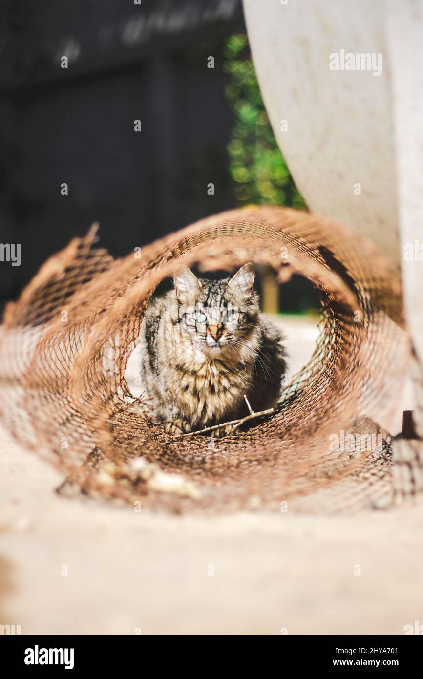 Shot of a beautiful cat inside rusty metal roll in a sunny day Stock ...