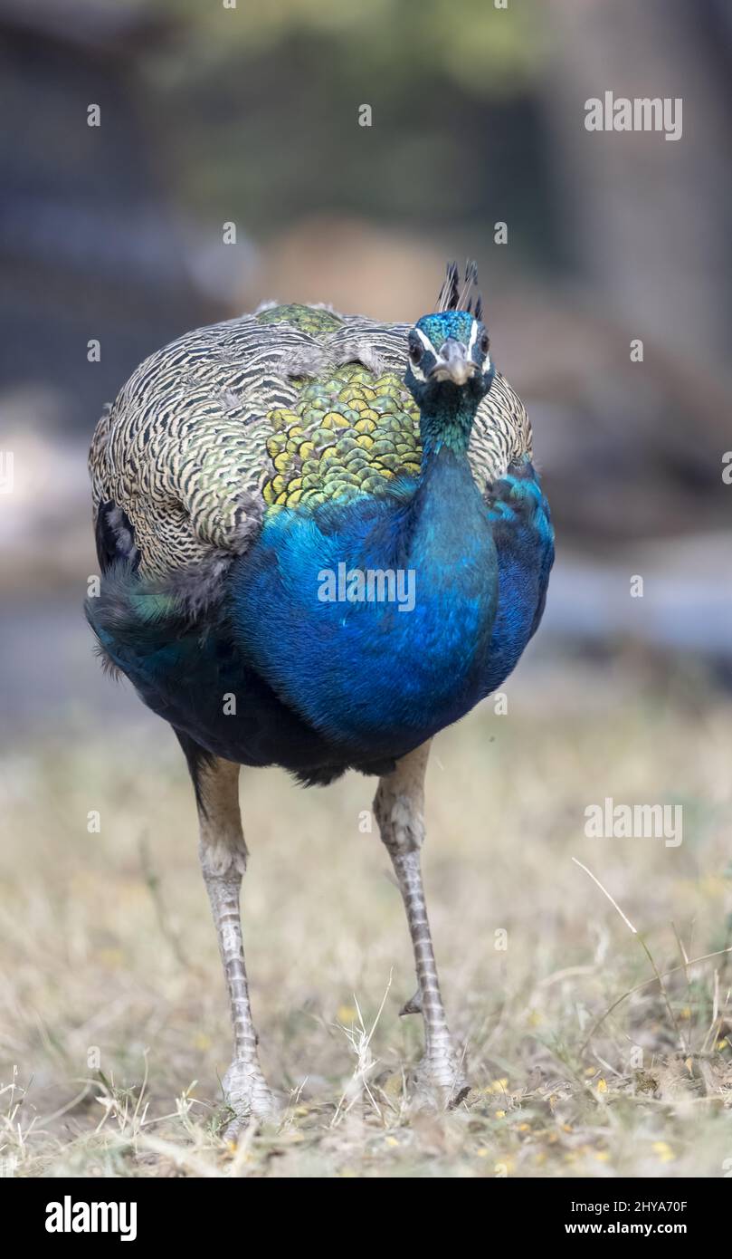 Vertical shot of a peacock outdoors Stock Photo - Alamy